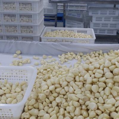 China Frozen Peeled Garlic Clove for sale