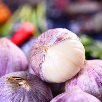 China Shandong Purple Garlic with High Quality for sale