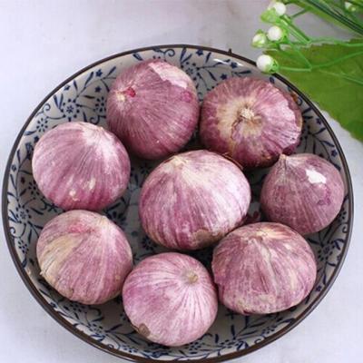 China 2019 Crop Purple Garlic (6.0cm&up) for sale