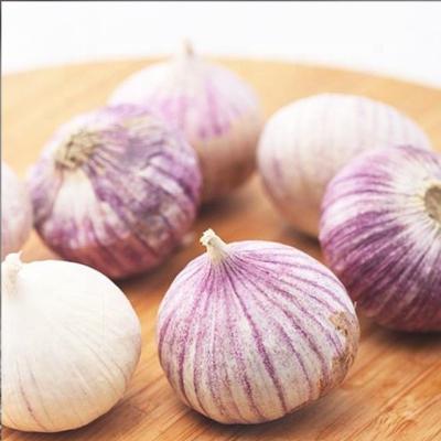 China Purple Garlic for sale ready to export from China season 2019 for sale