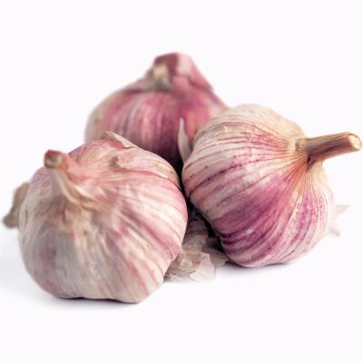 China Wholesale New Product Chinese Vegetables Purple Garlic for sale