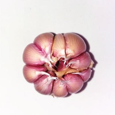 China Fresh Purple Skin Garlic for China Market for sale
