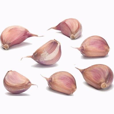 China 2019 New Season Top Quality Purple Garlic for sale
