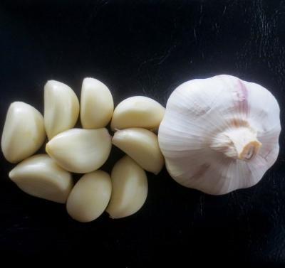 China Fresh natural style fresh peeled garlic price exporters for sale