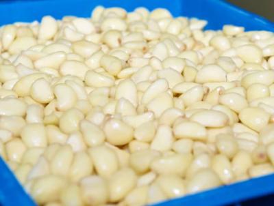China Factory Supplier Chinese Fresh Peeled Vacuum Nitrogen Barrels Garlic for sale