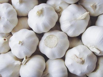 China Chinese fresh pure white garlic 3p/4p/5p 5.0 up for sale