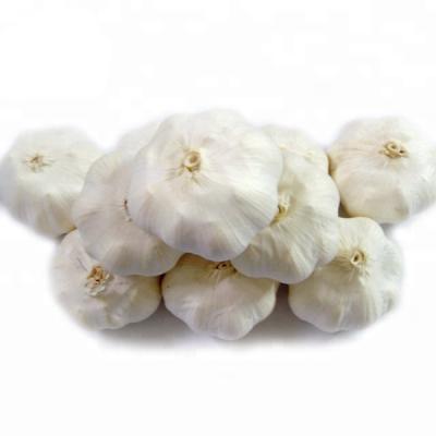 China New Season Chinese Fresh Garlic Normal White for sale