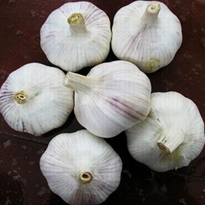 China Cheap chinese normal white garlic for wholesales for sale
