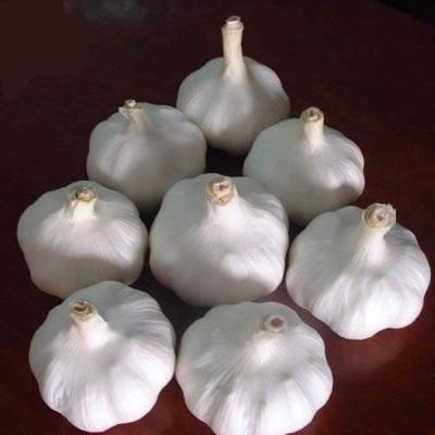 China Organic pure white garlic and normal white garlic price per ton for sale