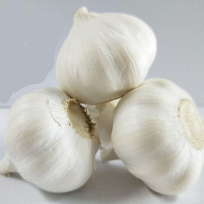 China Chinese Fresh Pure White Garlic in 4p/net bag for sale