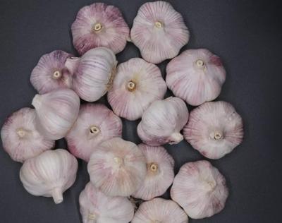 China Shandong New Crop Fresh Normal Pure Red Garlic for sale