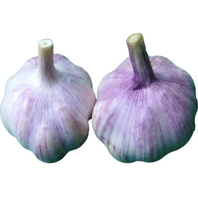 China 1Kg New Crop China Fresh red Garlic for sale
