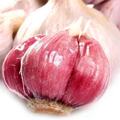 China New Season Top Quality Red Garlic for sale