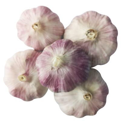 China High Quality Fresh Red Garlic China Wholesale Garlic Price for sale