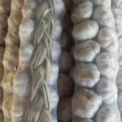 China Wholesale New Crop Sack Fresh Braid Garlic for sale