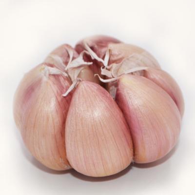China Chinese Normal White Garlic Supplier for sale