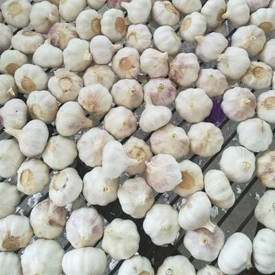 China Fresh Chinese Normal White Garlic for sale