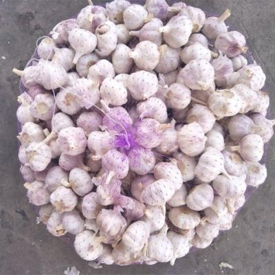 China Normal White Fresh Garlic for sale