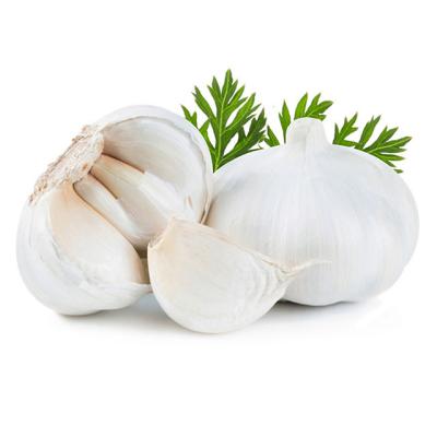 China 2019 New Crop Chinese Fresh Garlic for sale