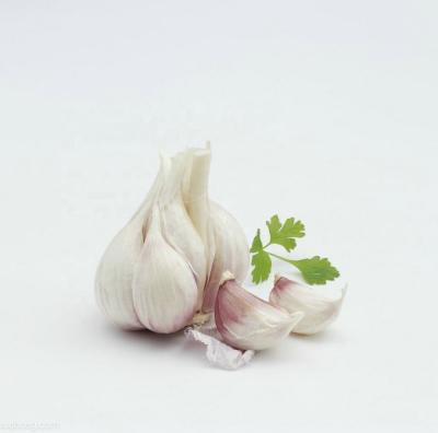 China New Crop Fresh White Garlic From Reliable Supplier for sale