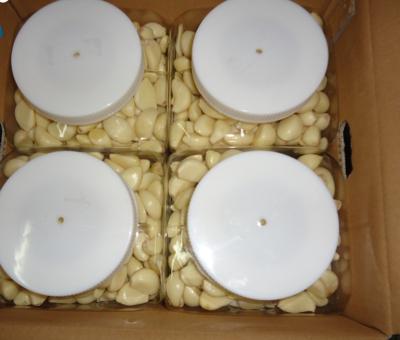 China Fresh peeled garlic produced in China for sale