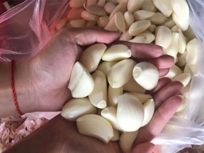 China New Crop Frozen Fresh Peeled Garlic for sale