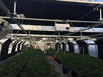 Cina Irrigation Light Deprivation Greenhouse with Complete Blackout and Automatic System in vendita