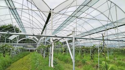 Cina Serra a doppio strato con pellicola PE multi-spans con sistema idroponico in vendita