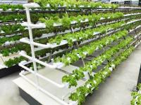China pH Control Hydroponic System Indoor Hydroponic Garden Tower With Lights for sale