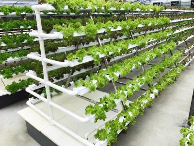China pH Control Vertical Hydroponic Growing System for Indoor Crop Production for sale