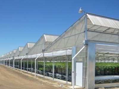 Cina Serra a pellicola di plastica multi-spans 10x30m con telaio rivestito di zinco in vendita