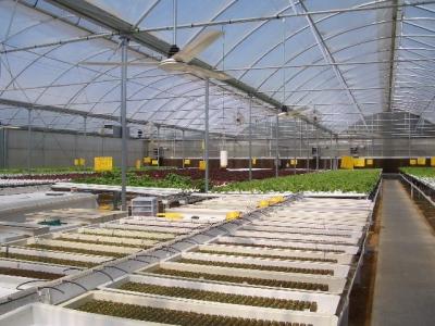 Cina Serra per giardino idroponica a pellicola multi-span 10x30m personalizzabile in vendita