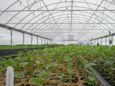 Cina Serra per giardino idroponica a pellicola multi-span 10x30m personalizzabile in vendita