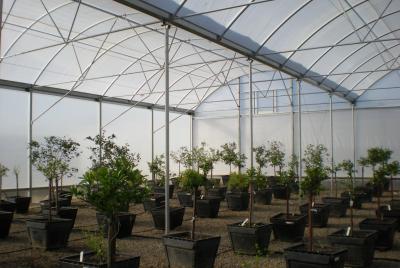Cina Serra per giardino idroponica a pellicola multi-span 10x30m personalizzabile in vendita