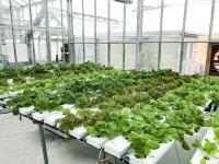 China Full Hydroponic System Hydroponic Growing Tower Zip Channel HID Lighting for sale