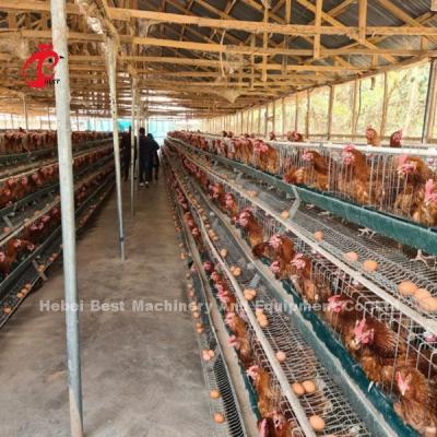 China 3 rij of van het 4 Rijgevogelte Batterijkooisysteem voor Lageniris Te koop