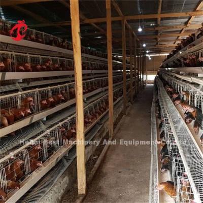 Cina Sistema di gabbia a batteria per galline e polli in vendita