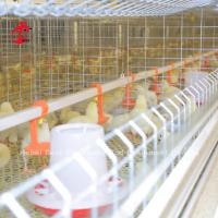 China Baby Chick 2.5mm Brooder Cage Automatic Rearing System Rose for sale