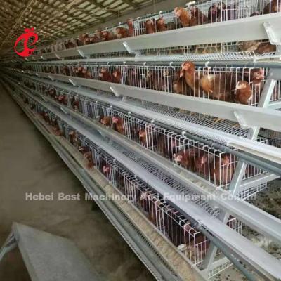 China Halb automatischer 3.5mm Schicht-Batterie-System-Geflügelzucht-Ausrüstung Ada zu verkaufen