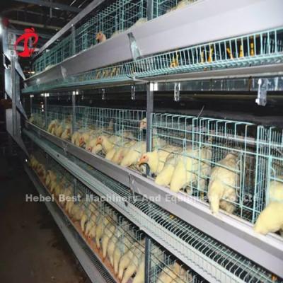 Cina I semi intelligenti del sistema della gabbia in batteria del pollame automatici ed automatici per i polli da arrosto iridano in vendita