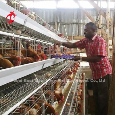 Cina 4 capacità completamente automatica del sistema 160 della gabbia in batteria della fila per l'azienda avicola del pollo Doris in vendita