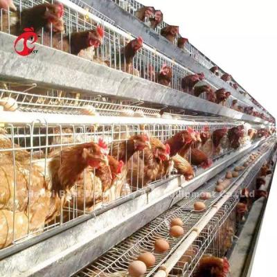 Cina Un sistema di gabbia a batteria a strato di 5000 uova da gallina Mia in vendita