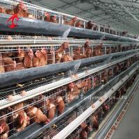 China Battery Layer Chicken Cages Automatic Egg A / H Type Rose for sale