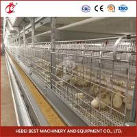 China Assembly Brooding Quail Brooder Cage With Automatic Manual Cleaning Emily for sale