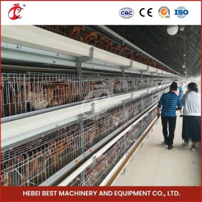 Cina 12 cellule tipo A Chicken Cage con 3 livelli Fast Shipping Mia in vendita