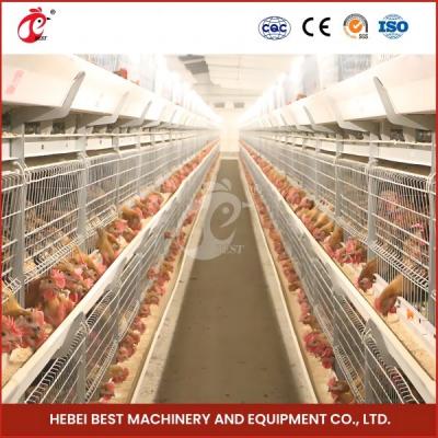 Cina Risparmio di spazio Sistema automatico di gabbia per polli da pollo per 120-200 polli in vendita