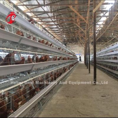 Cina 3 livelli 40cm altezza cellulare strato sistema di gabbia batteria per migliorare la produttività strato Iris in vendita