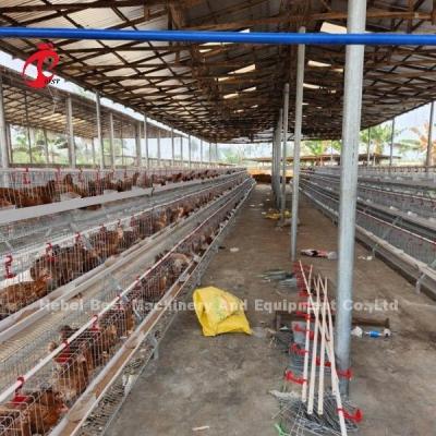 China 2.2m x 2.4m x 1.95m Schicht Batterie Käfig System 4 Stufe 160 Kapazität Sand zu verkaufen