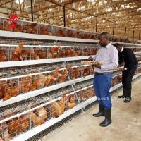 China A Type And H Type Automatic Drinking System For Layers Poultry Layer Cage Adela for sale