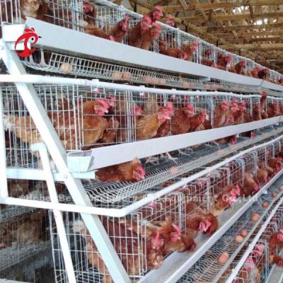 China Automatic Layer Battery Cage System Commercial Layer Chicken Cage 3 Tiers Hot Sale Rose for sale